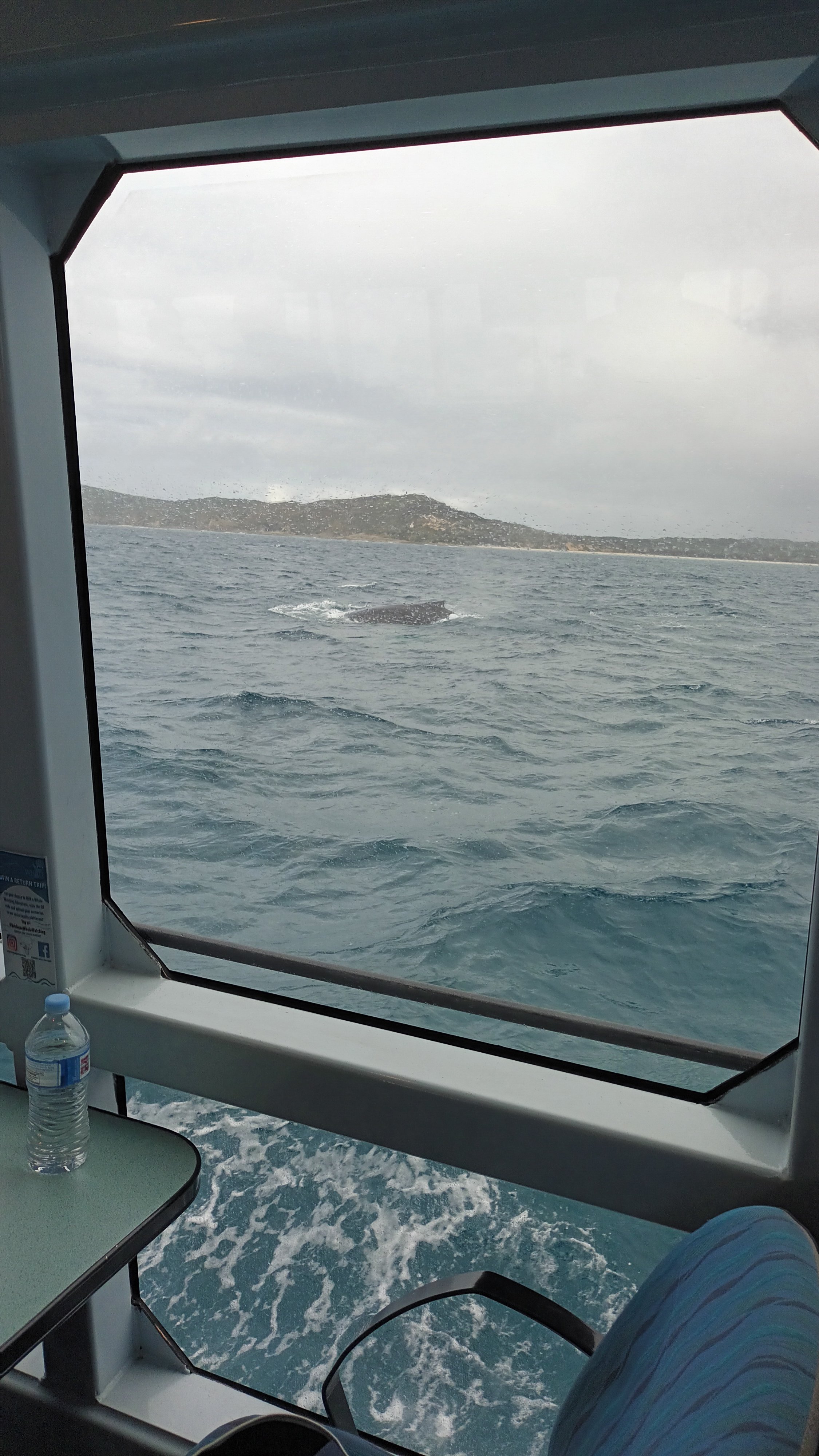 My Australian Journey 2022 #5: Whale-Watching in Moreton Bay