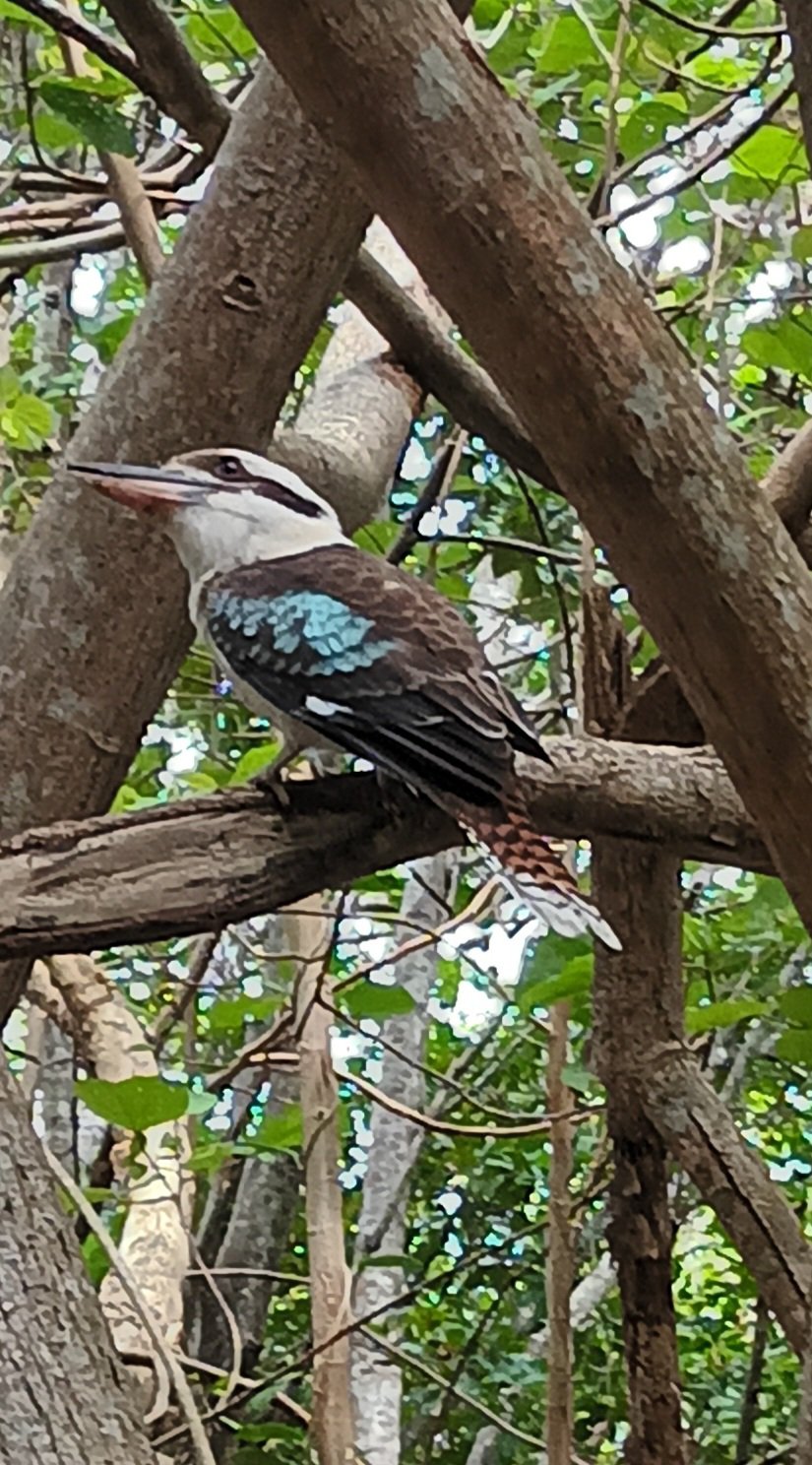 My Australian Journey 2022 #12: Australian Birds and Animals