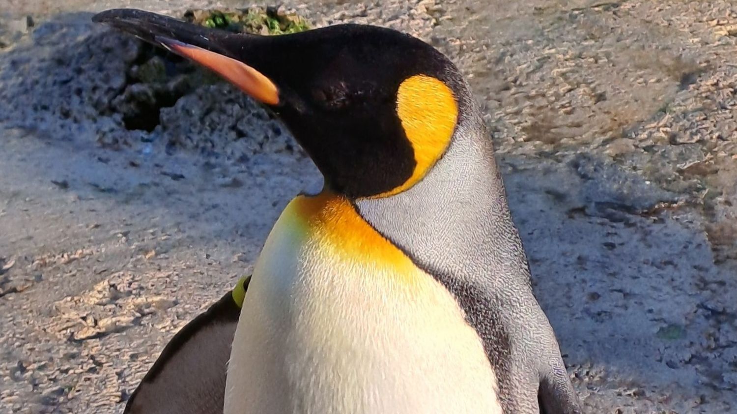 January 2026 – Happy Penguins