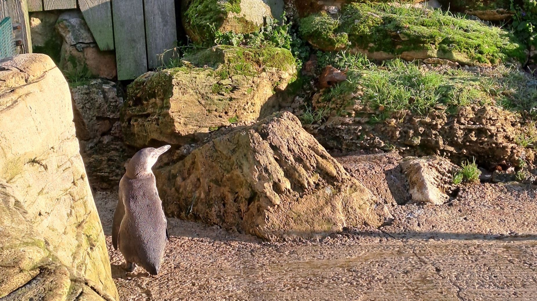 January 2026 – Happy Penguins